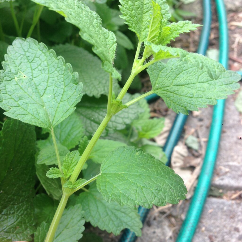 Healthy herbs from your garden – My Smart Garden