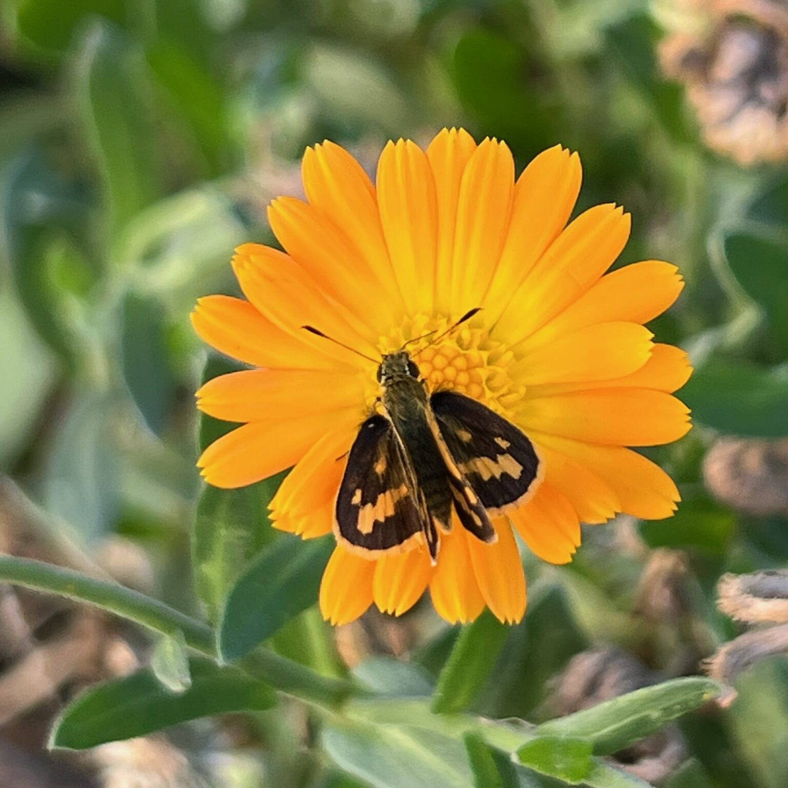 Resources – My Smart Garden